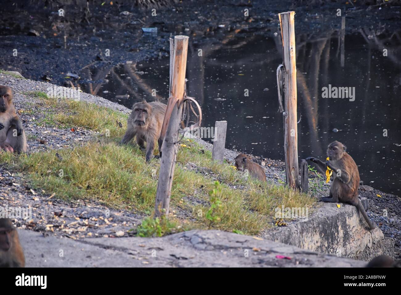 Macaque long tailed monkey, close-up portrait sitting in Phuket town ...