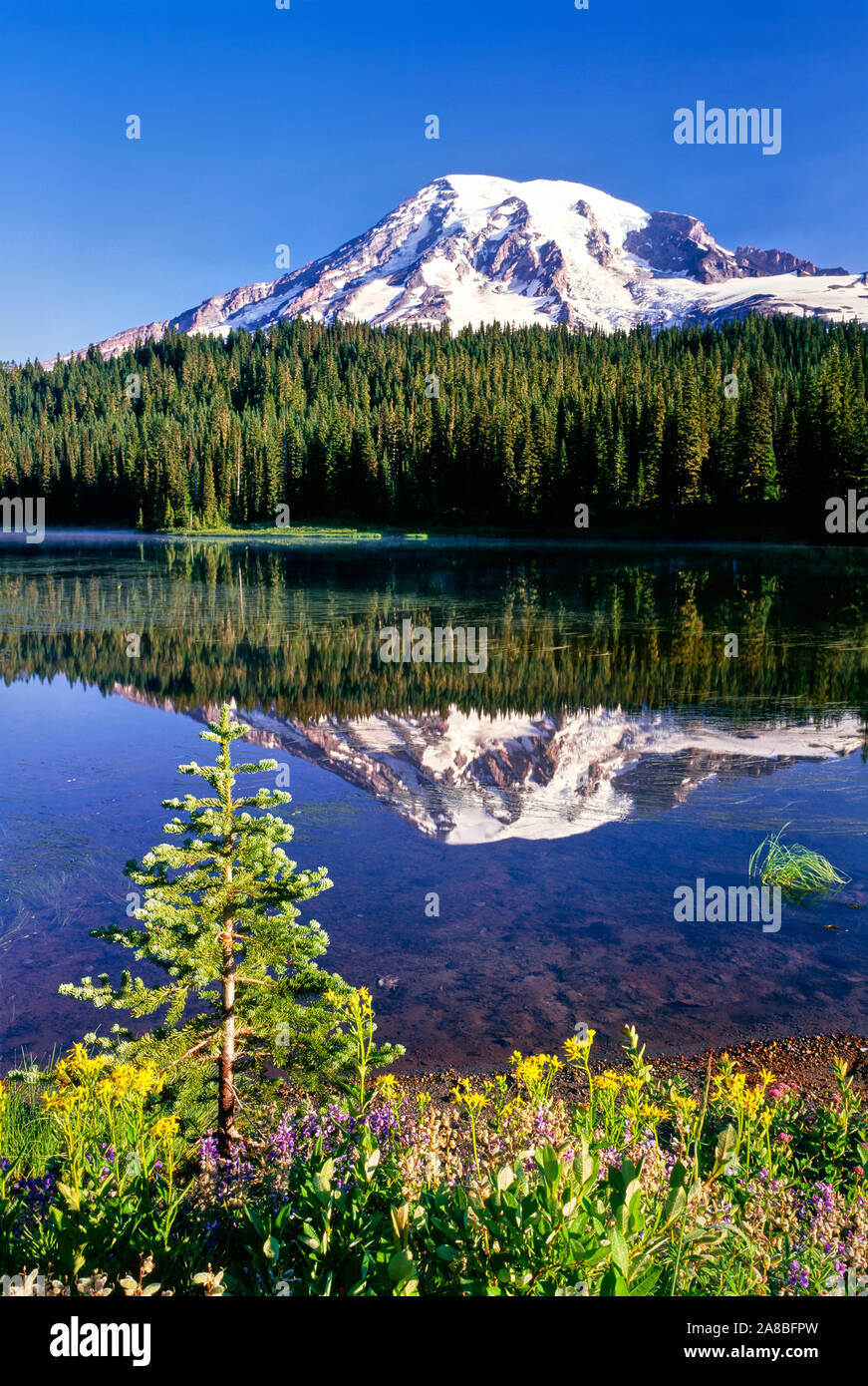 Mt Rainier reflects in Reflection Lake, Mt Rainier National Park ...