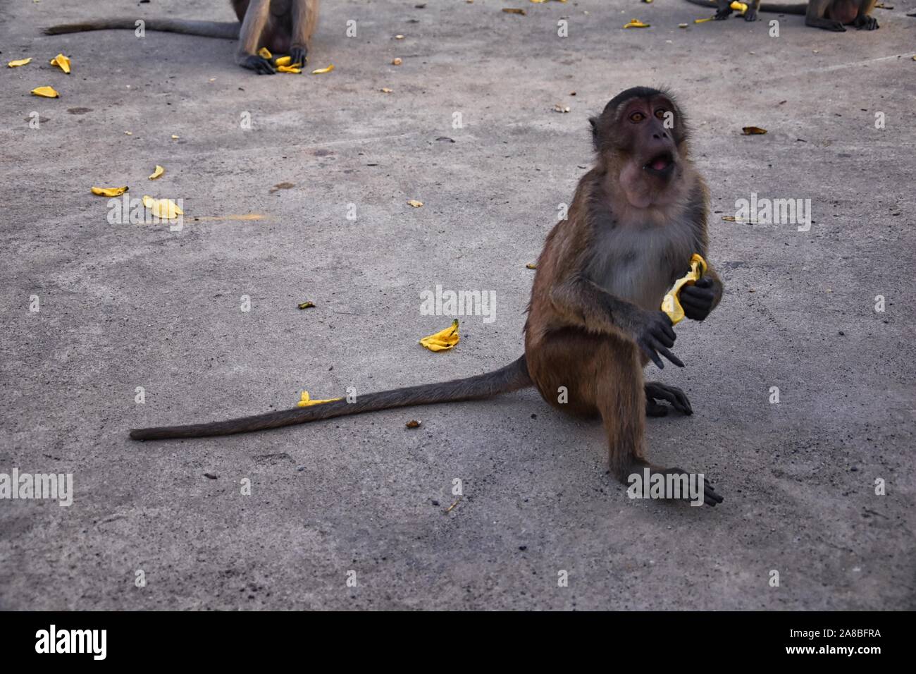 Macaque long tailed monkey, close-up portrait sitting in Phuket town ...