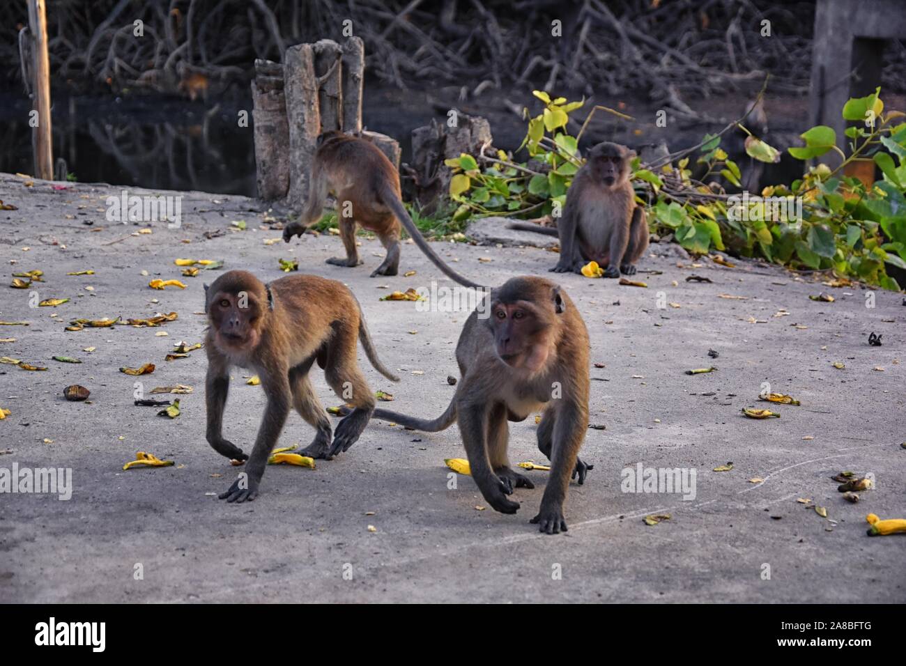 Macaque long tailed monkey, close-up portrait sitting in Phuket town ...
