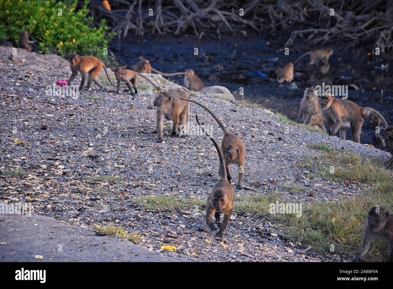 Macaque long tailed monkey, close-up portrait sitting in Phuket town ...