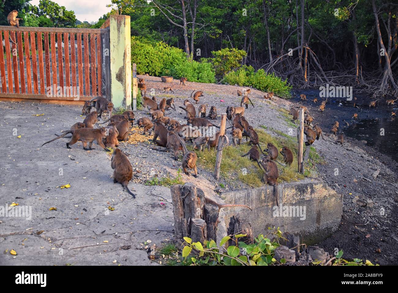 Macaque long tailed monkey, close-up portrait sitting in Phuket town ...