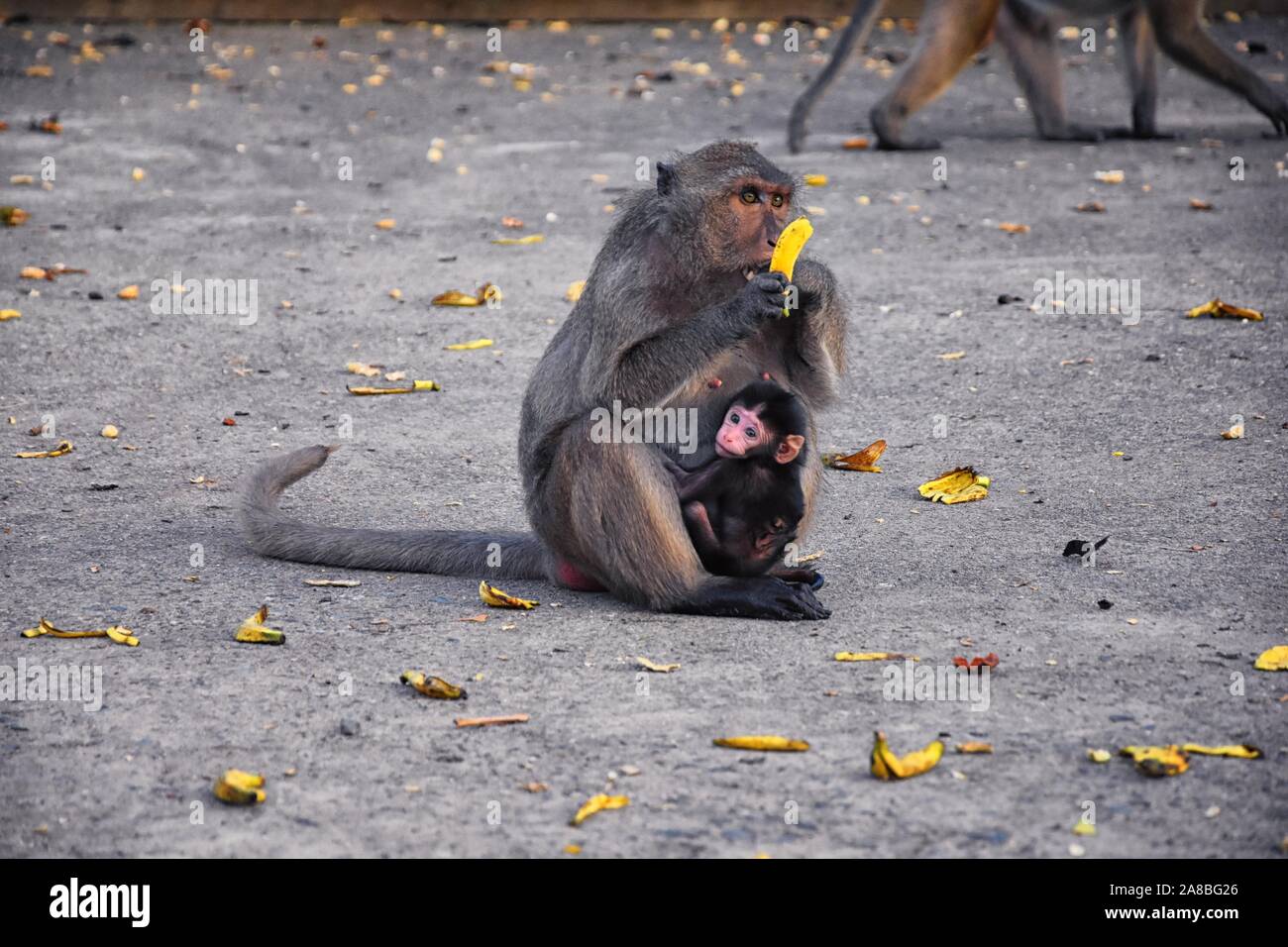 Macaque long tailed monkey, close-up portrait sitting in Phuket town ...