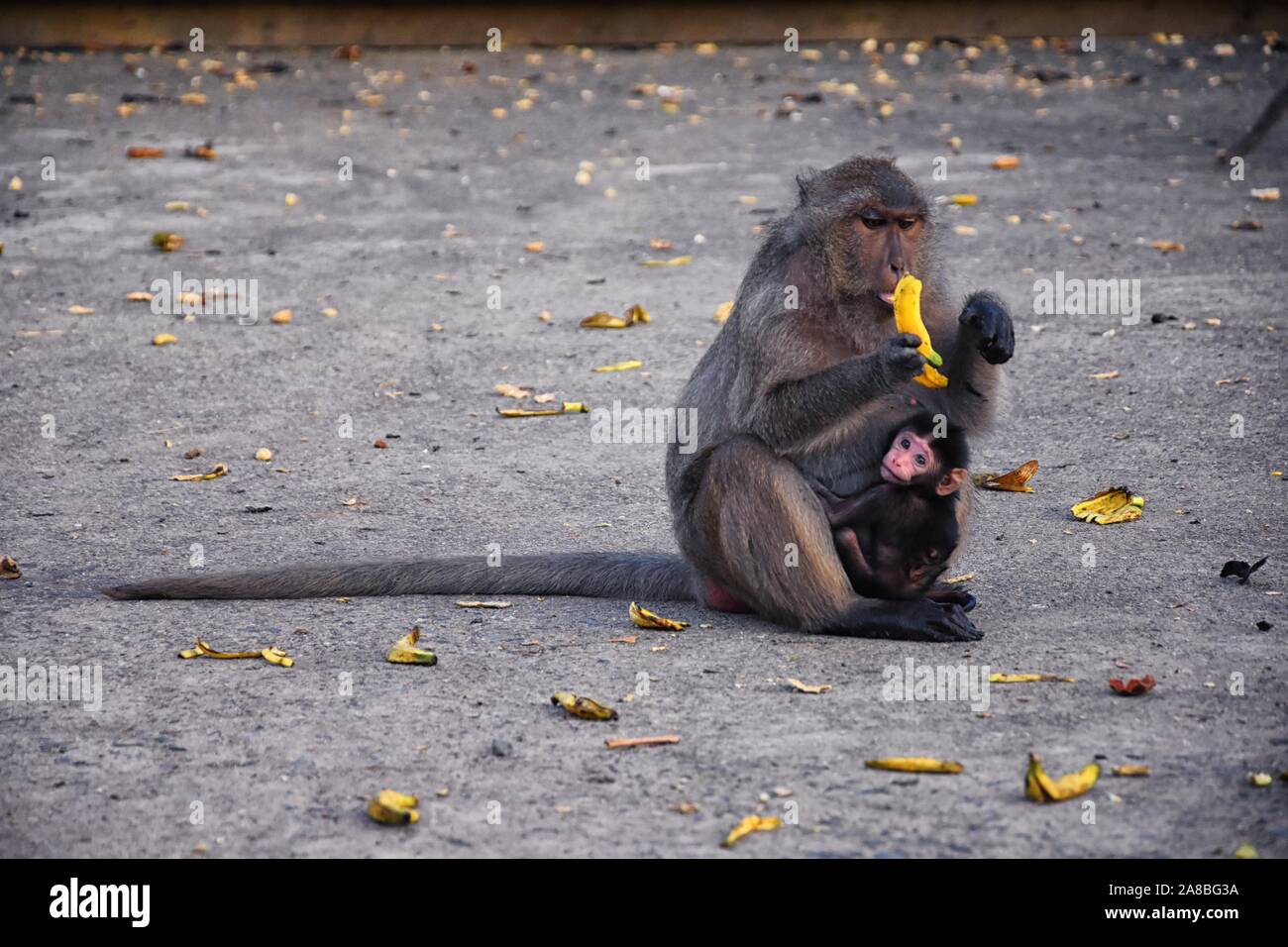 Macaque long tailed monkey, close-up portrait sitting in Phuket town ...