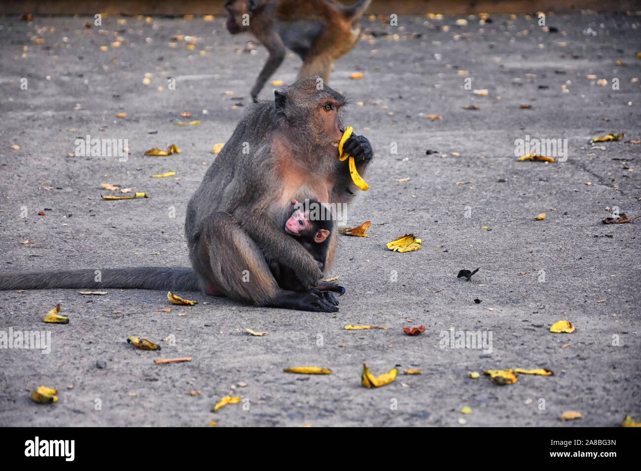 Macaque long tailed monkey, close-up portrait sitting in Phuket town ...