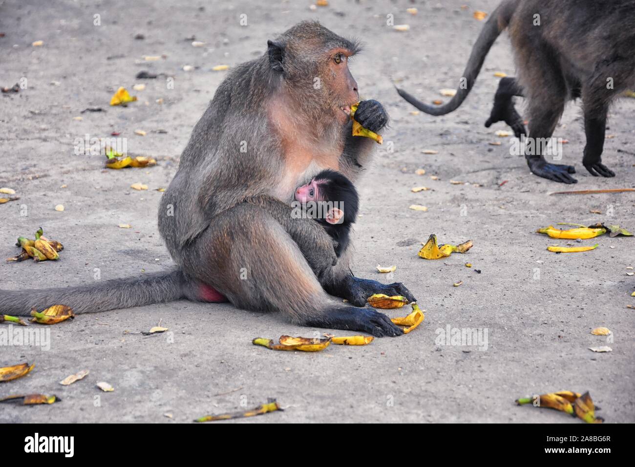 Macaque long tailed monkey, close-up portrait sitting in Phuket town ...