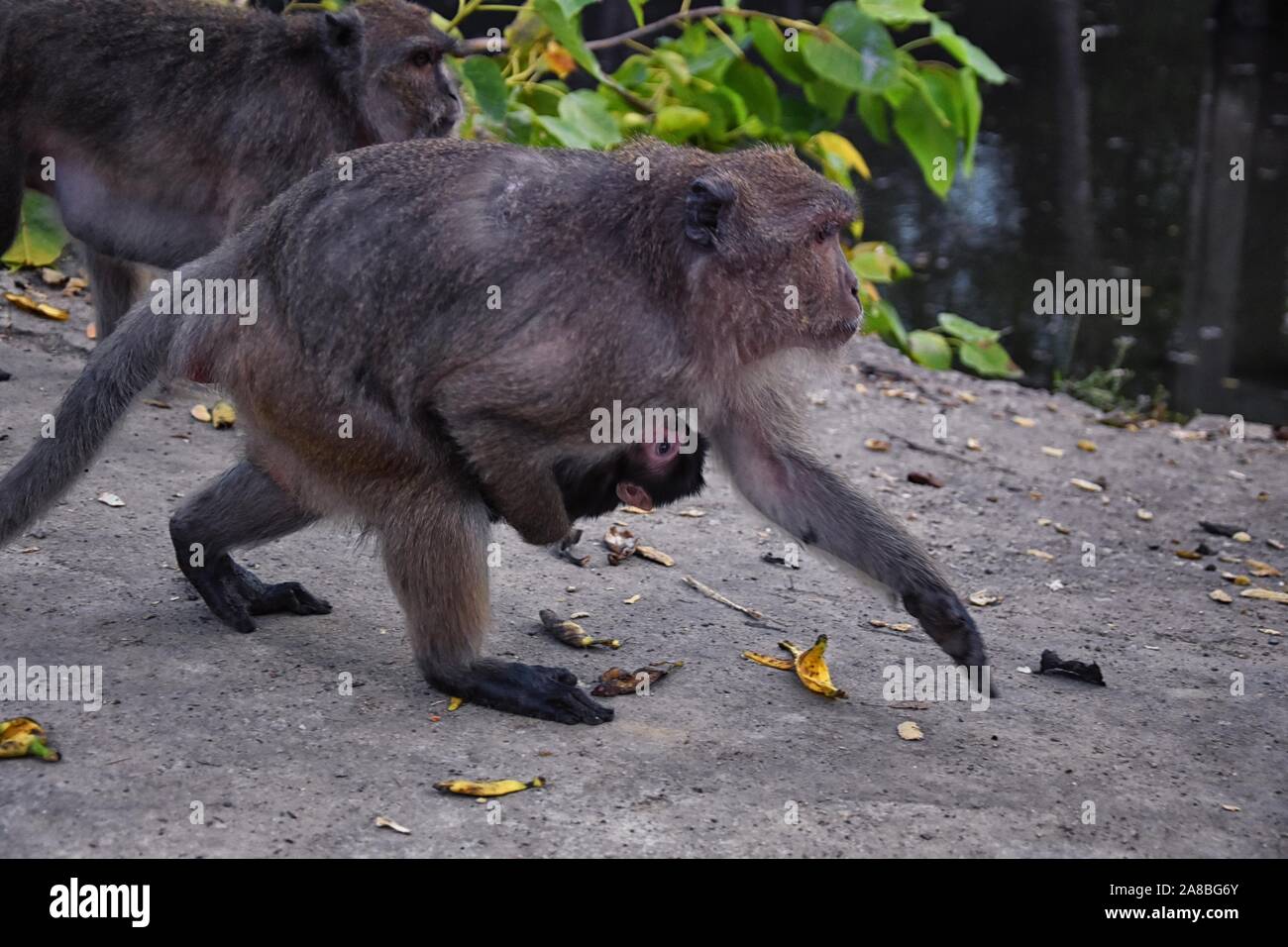 Macaque long tailed monkey, close-up portrait sitting in Phuket town ...