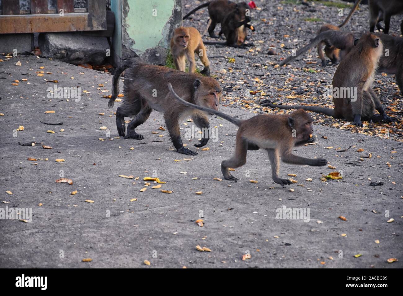 Macaque long tailed monkey, close-up portrait sitting in Phuket town ...