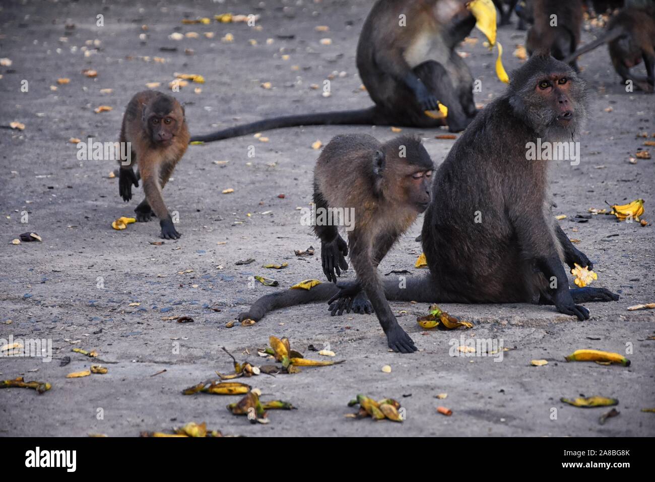 Macaque long tailed monkey, close-up portrait sitting in Phuket town ...