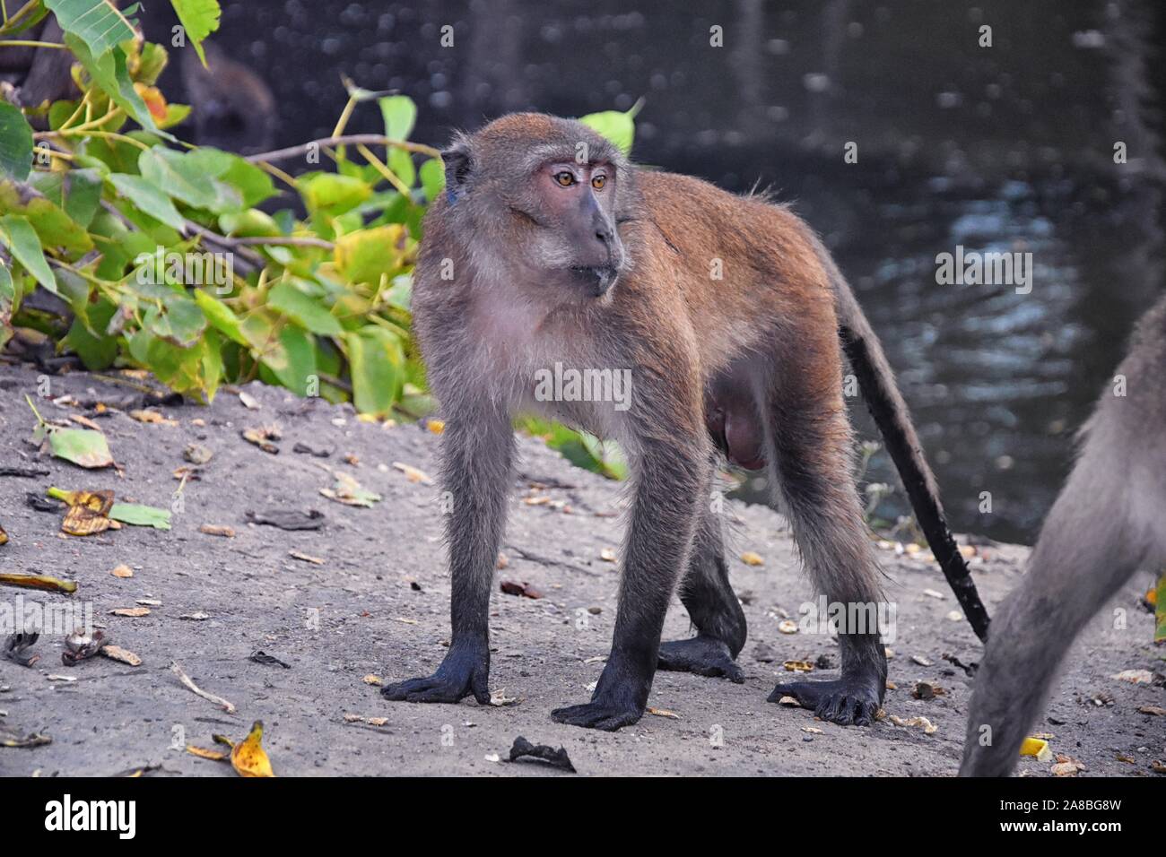Macaque long tailed monkey, close-up portrait sitting in Phuket town ...