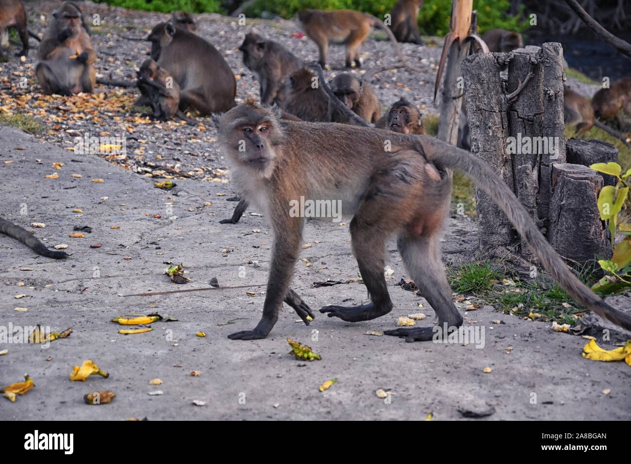 Macaque long tailed monkey, close-up portrait sitting in Phuket town ...
