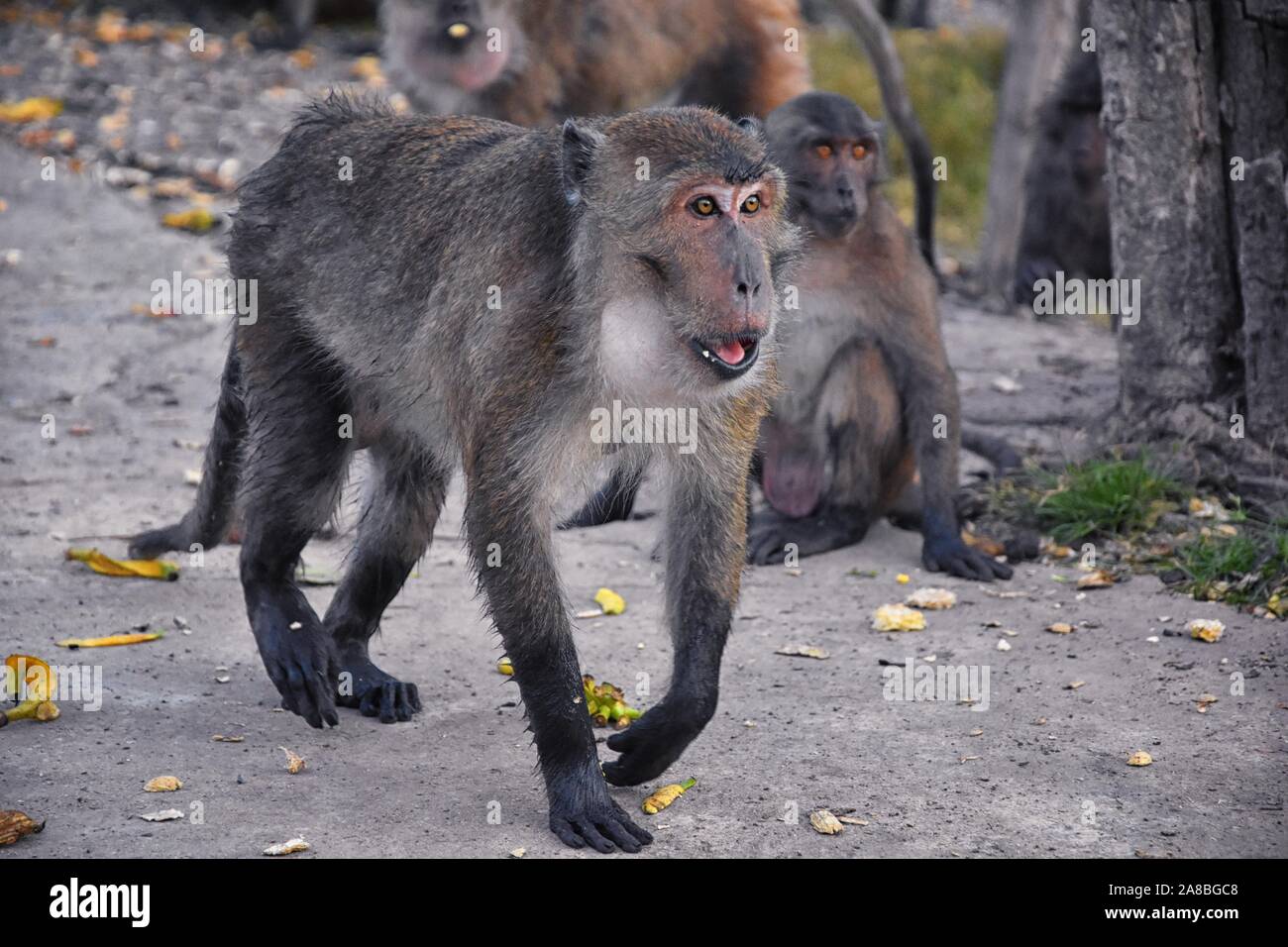 Macaque long tailed monkey, close-up portrait sitting in Phuket town ...