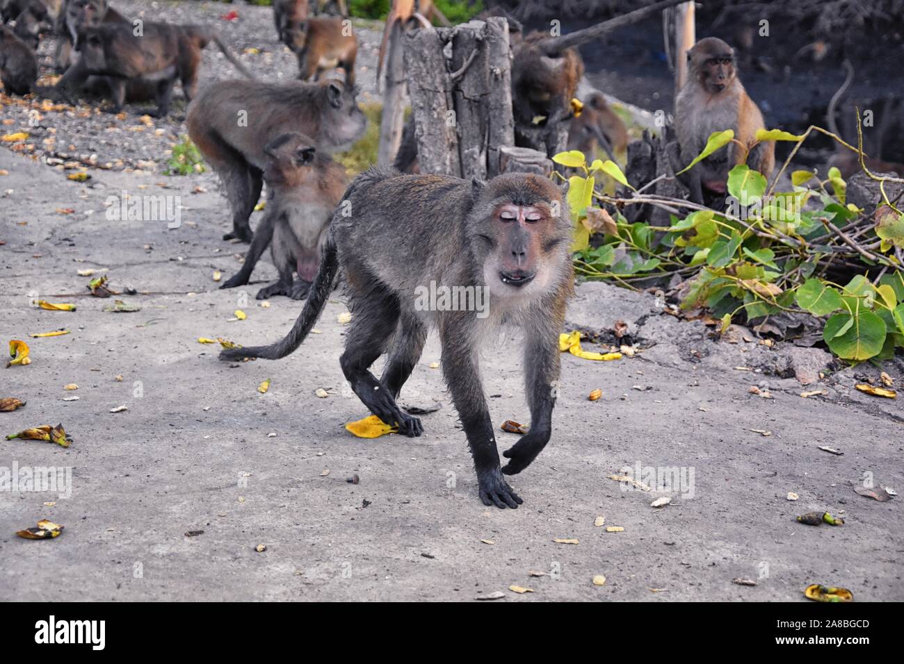 Macaque long tailed monkey, close-up portrait sitting in Phuket town ...