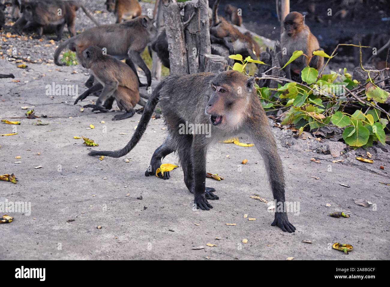 Macaque long tailed monkey, close-up portrait sitting in Phuket town ...