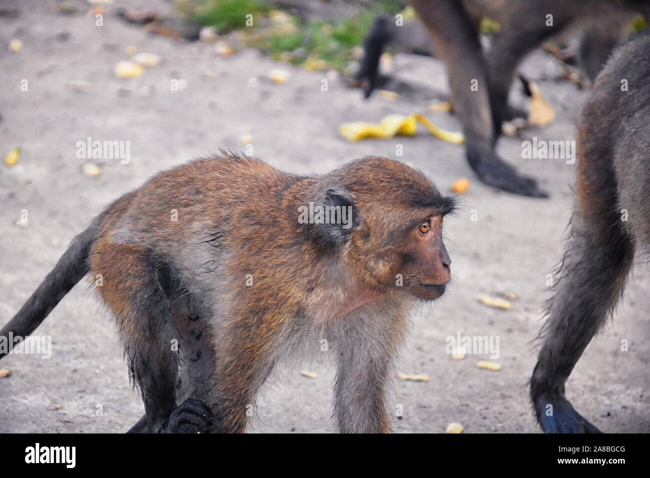 Macaque long tailed monkey, close-up portrait sitting in Phuket town ...