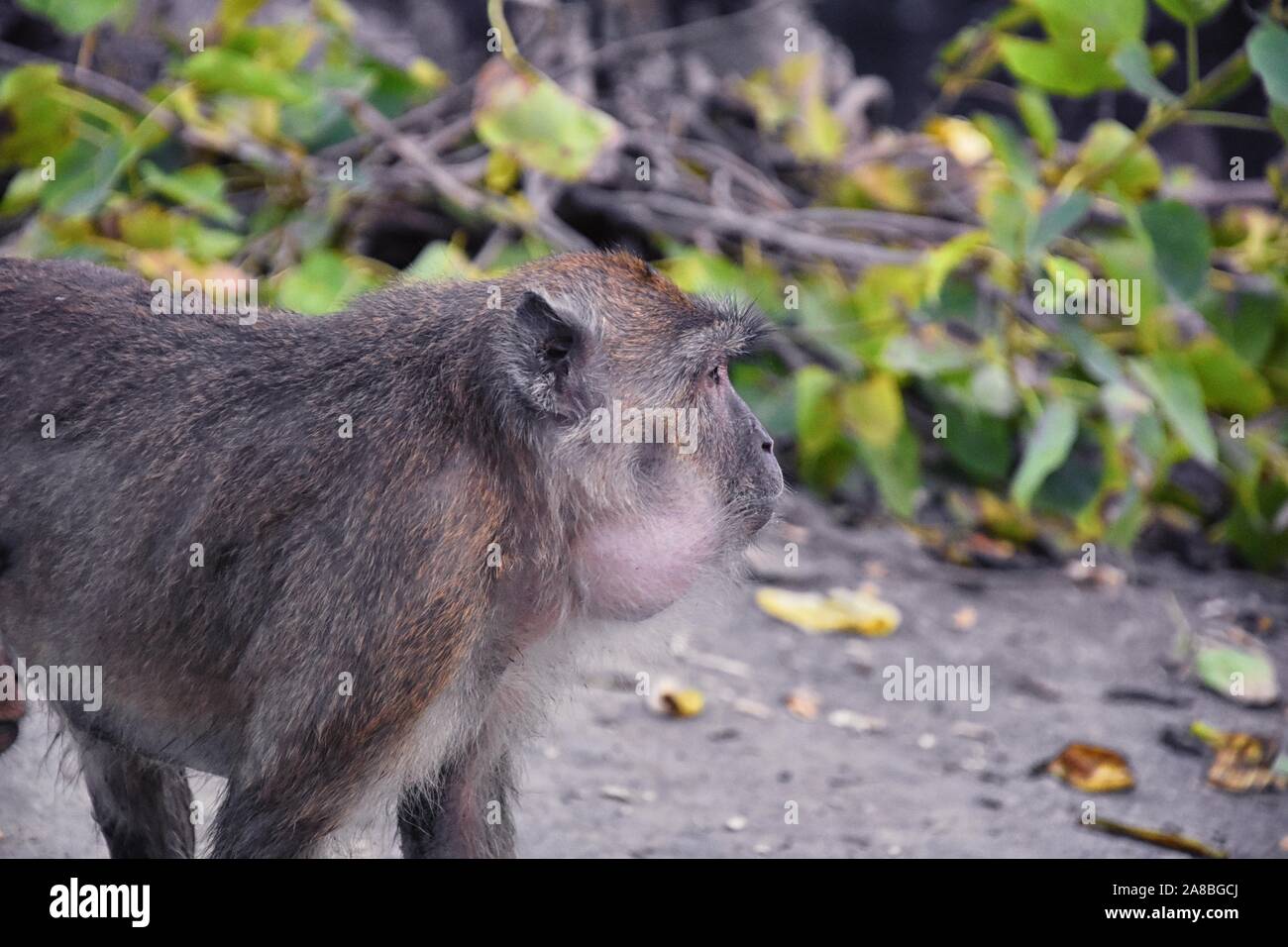 Macaque long tailed monkey, close-up portrait sitting in Phuket town ...