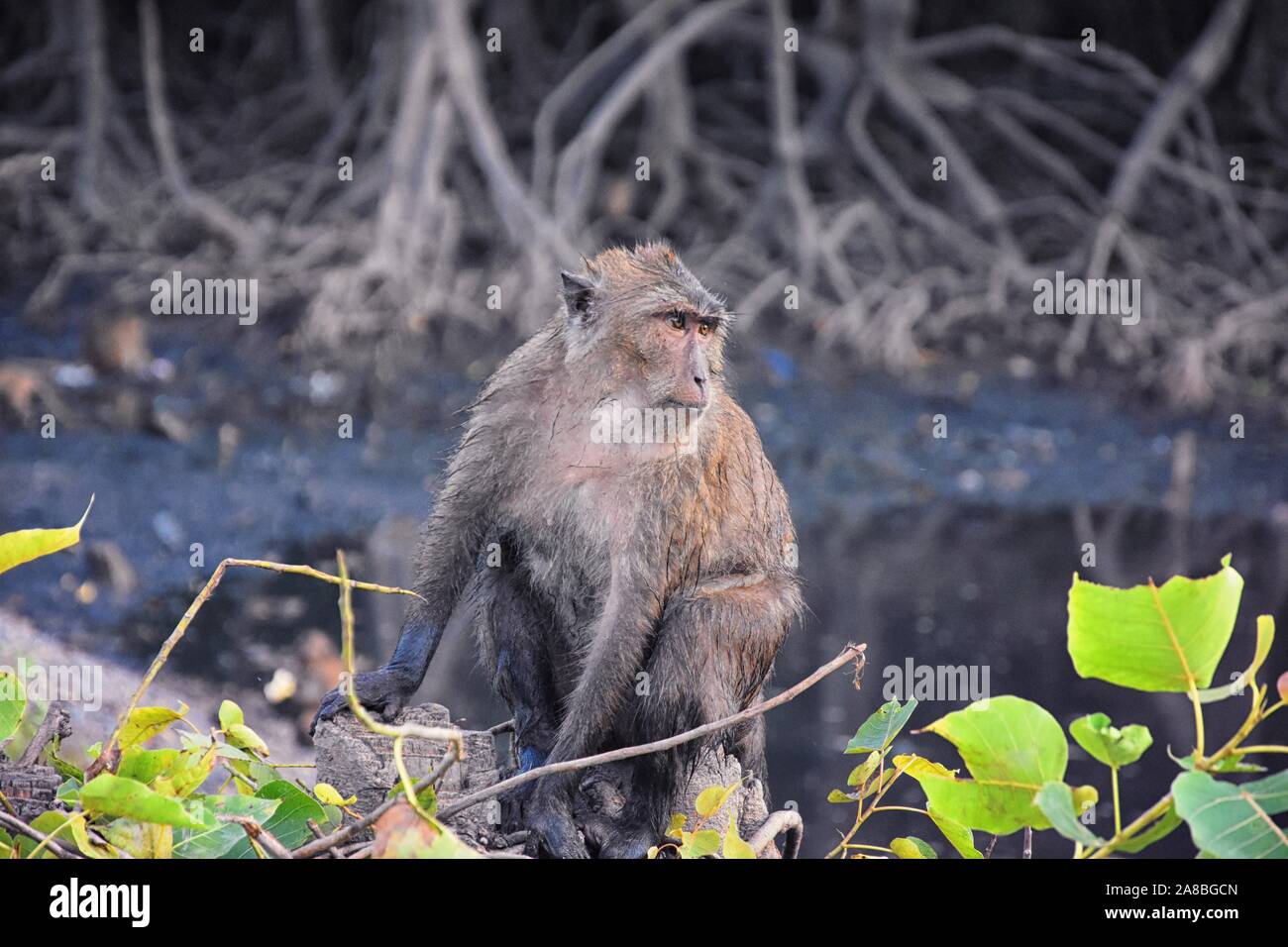 Macaque long tailed monkey, close-up portrait sitting in Phuket town ...