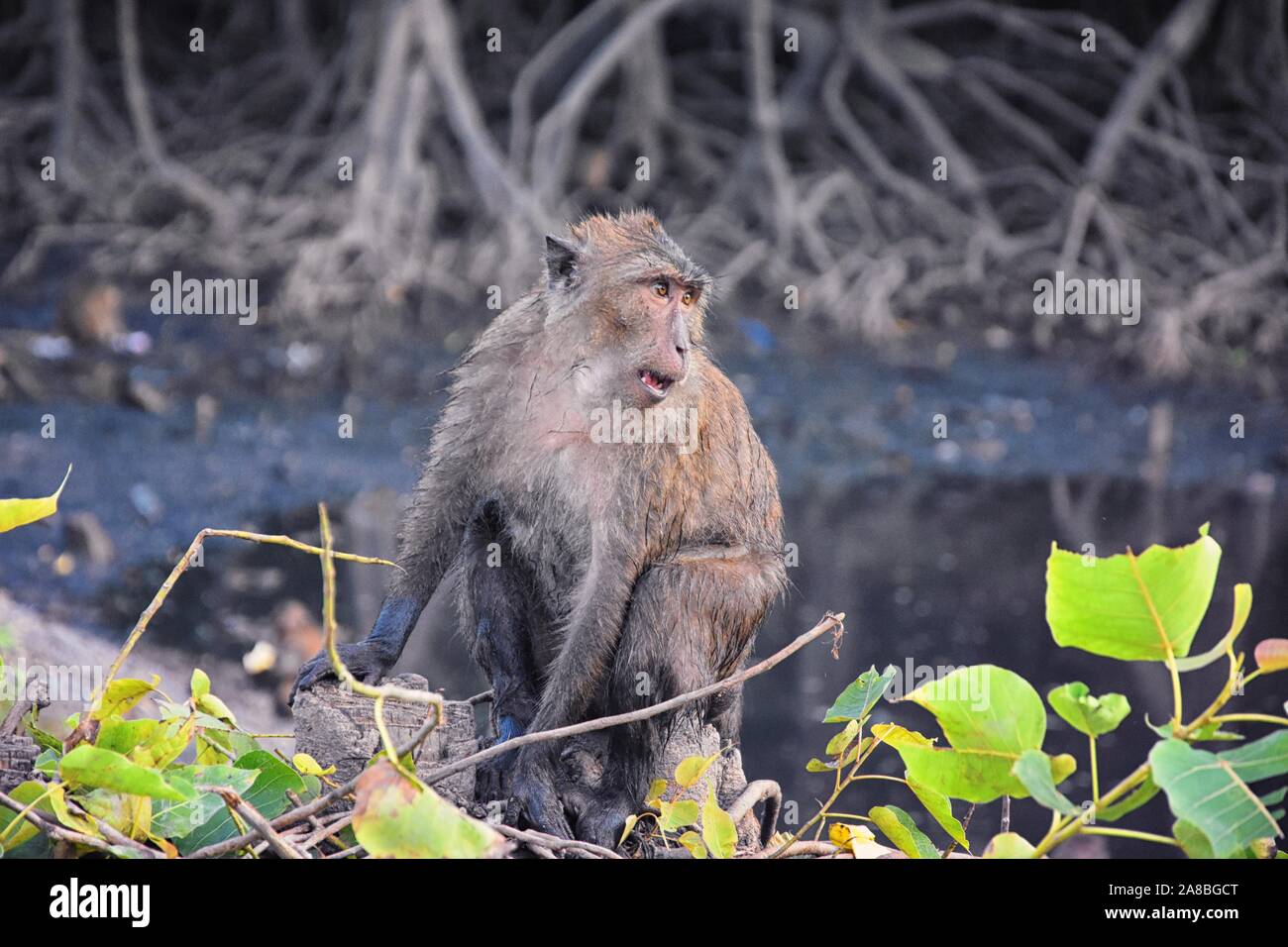 Macaque long tailed monkey, close-up portrait sitting in Phuket town ...