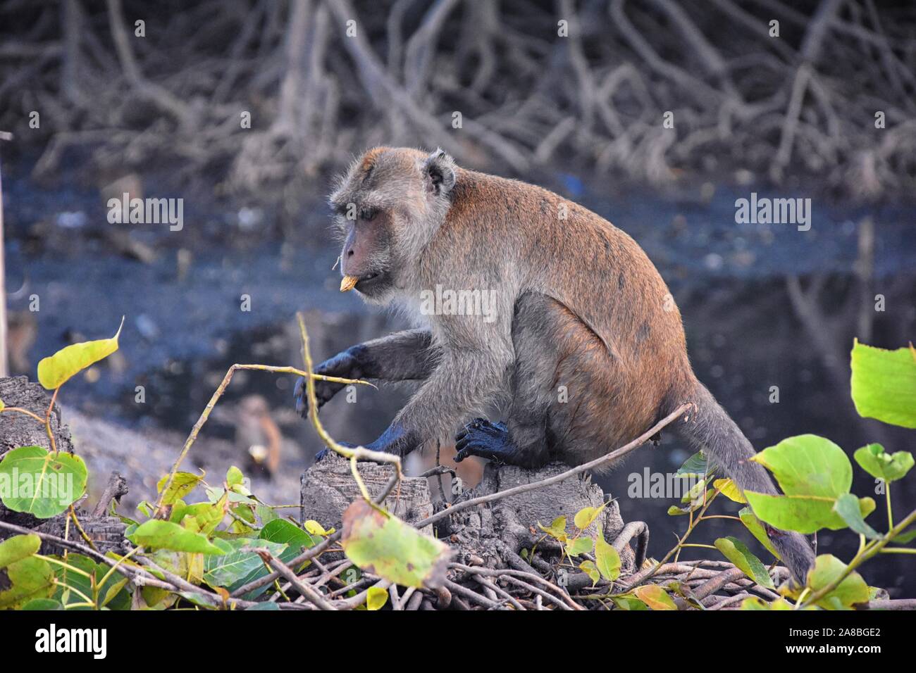 Macaque long tailed monkey, close-up portrait sitting in Phuket town ...