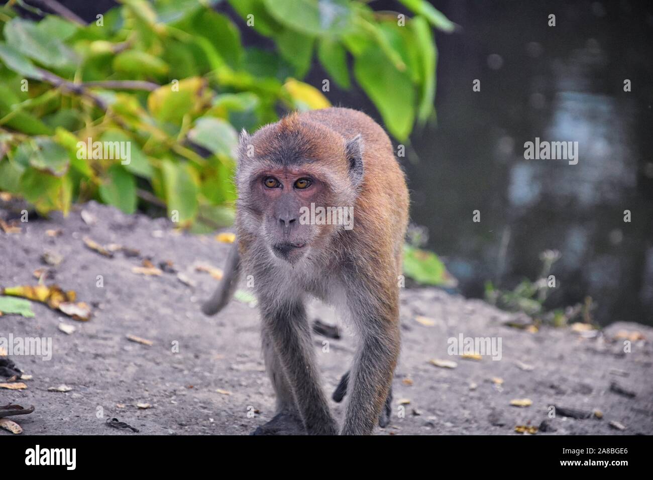 Macaque long tailed monkey, close-up portrait sitting in Phuket town ...