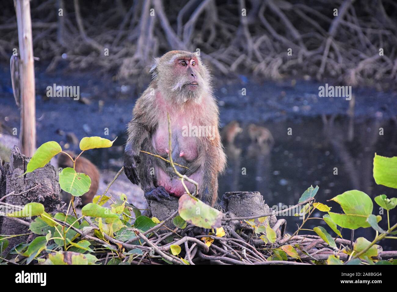 Macaque long tailed monkey, close-up portrait sitting in Phuket town ...
