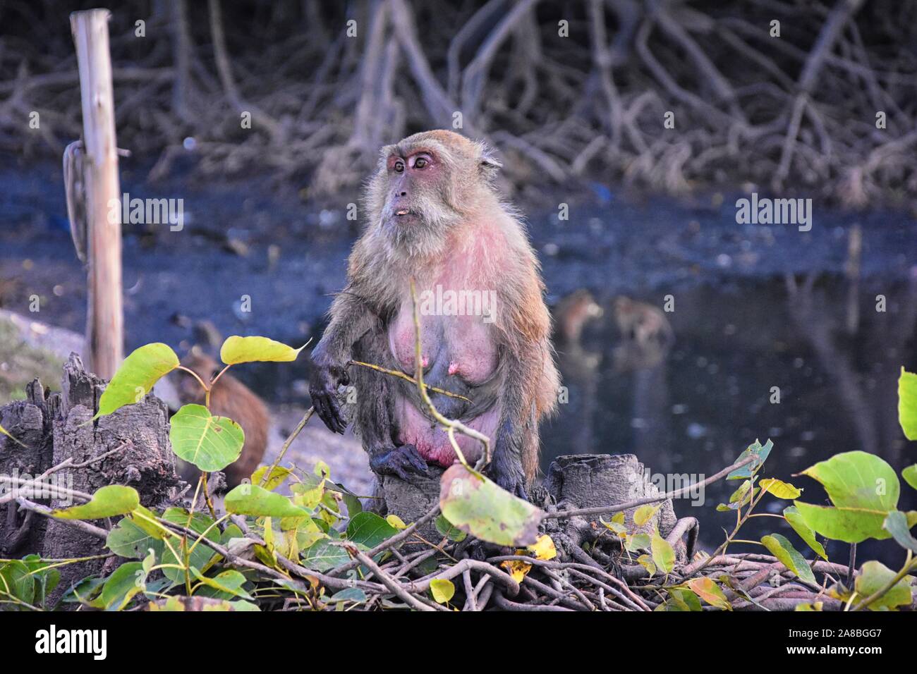 Macaque long tailed monkey, close-up portrait sitting in Phuket town ...