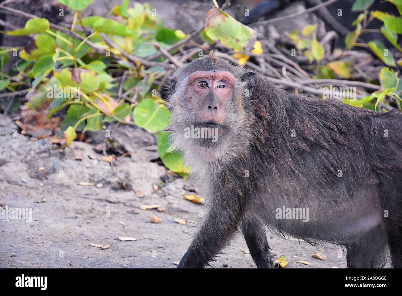 Macaque long tailed monkey, close-up portrait sitting in Phuket town ...