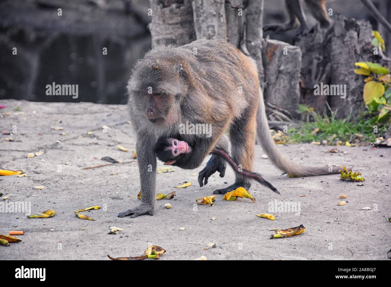 Macaque long tailed monkey, close-up portrait sitting in Phuket town ...
