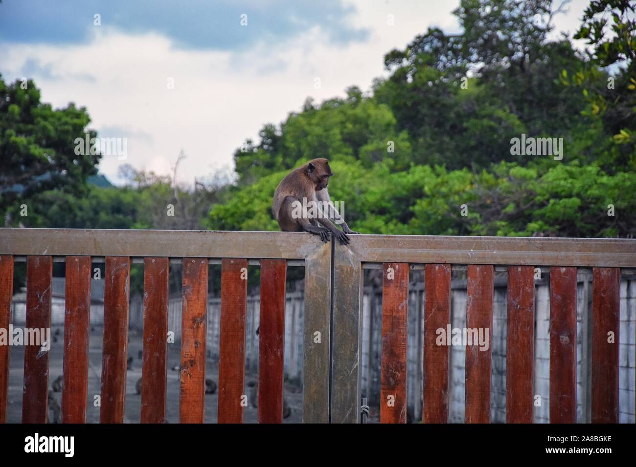 Macaque long tailed monkey, close-up portrait sitting in Phuket town ...