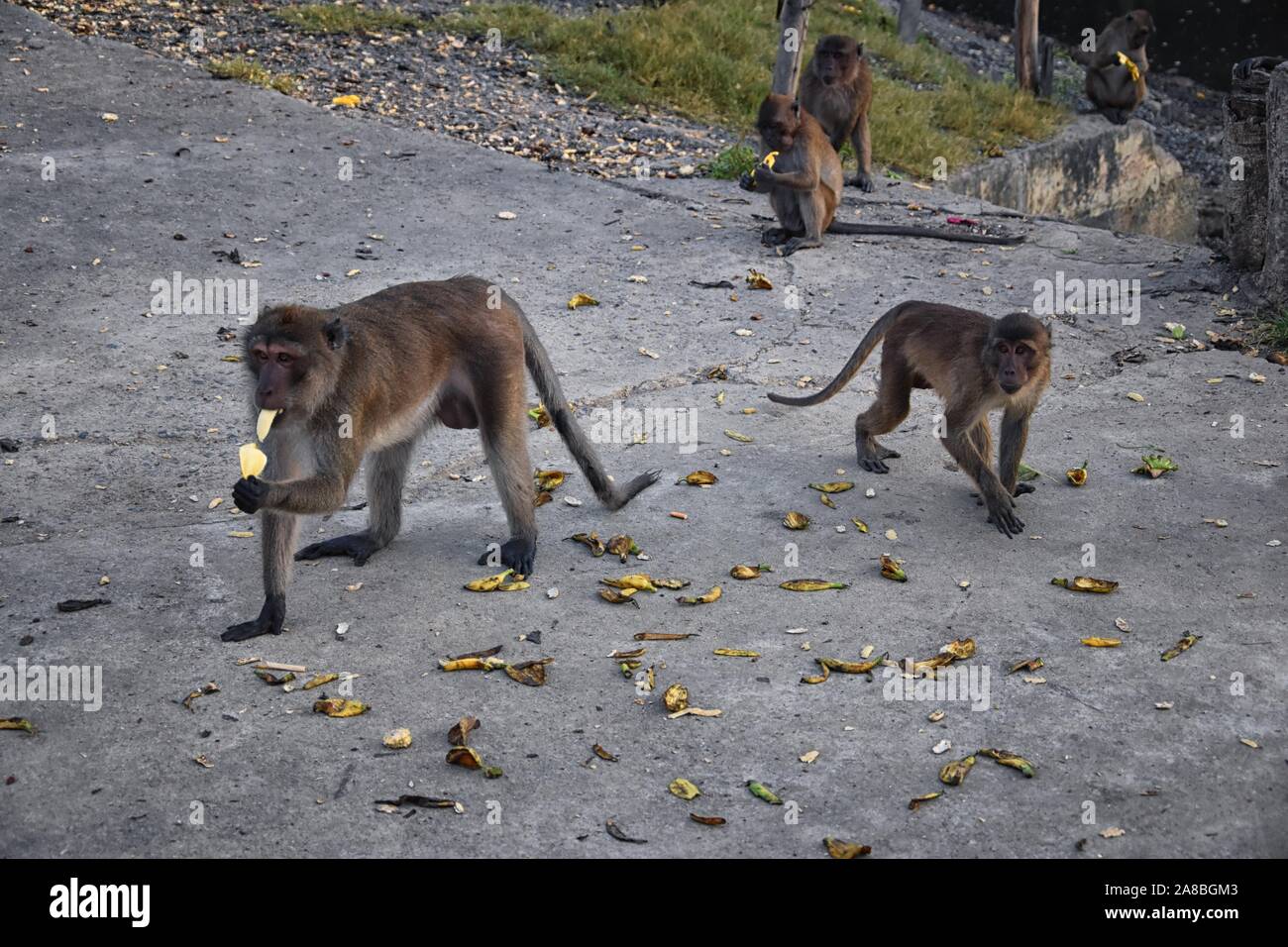 Macaque long tailed monkey, close-up portrait sitting in Phuket town ...