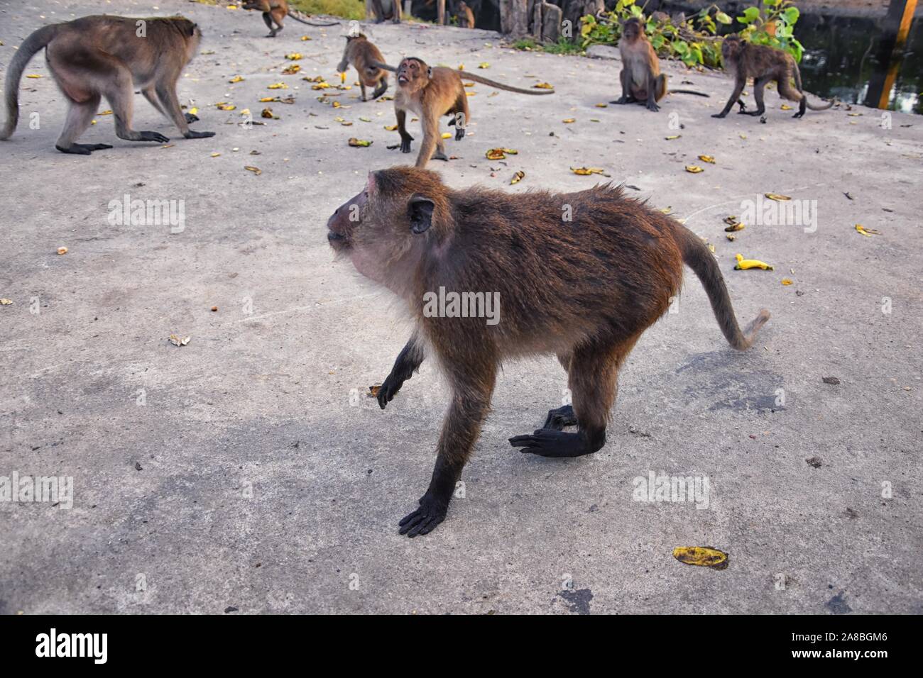 Macaque long tailed monkey, close-up portrait sitting in Phuket town ...