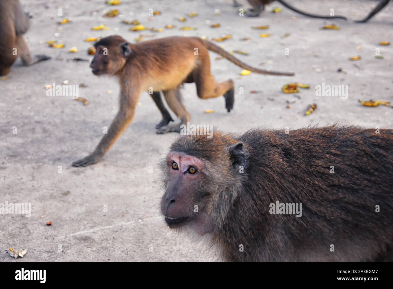 Macaque long tailed monkey, close-up portrait sitting in Phuket town ...