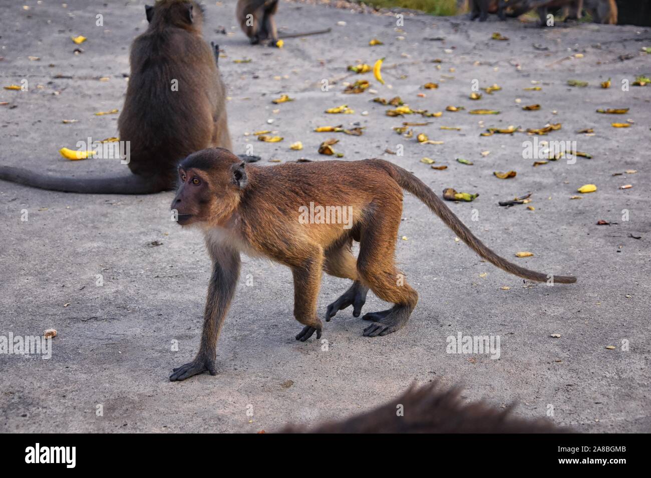 Macaque long tailed monkey, close-up portrait sitting in Phuket town ...