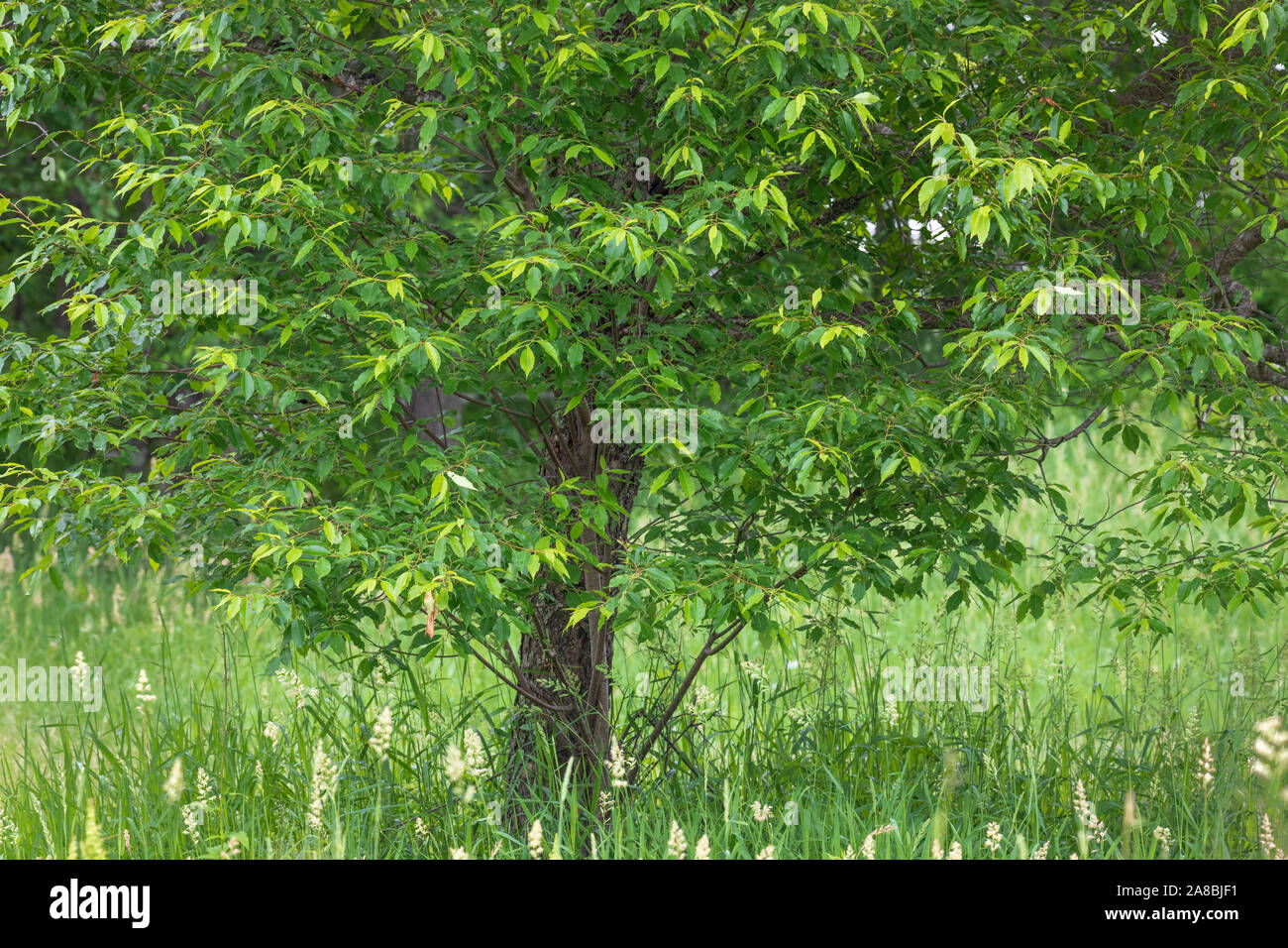 Virginia chokecherry hi-res stock photography and images - Alamy