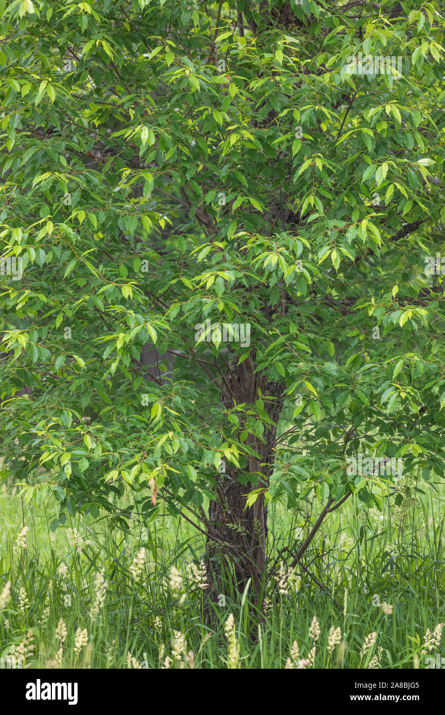 Virginia chokecherry hi-res stock photography and images - Alamy