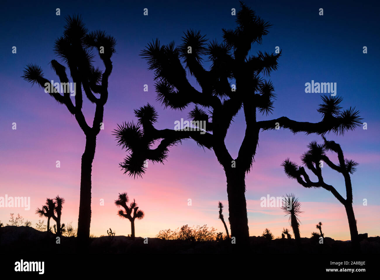 Silhouette of a Joshua Tree during the sunset in Joshua Tree National ...