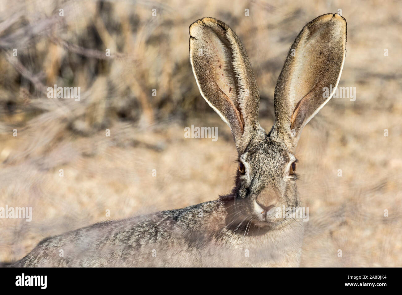 Wild jack rabbit in the desert hi-res stock photography and images - Alamy