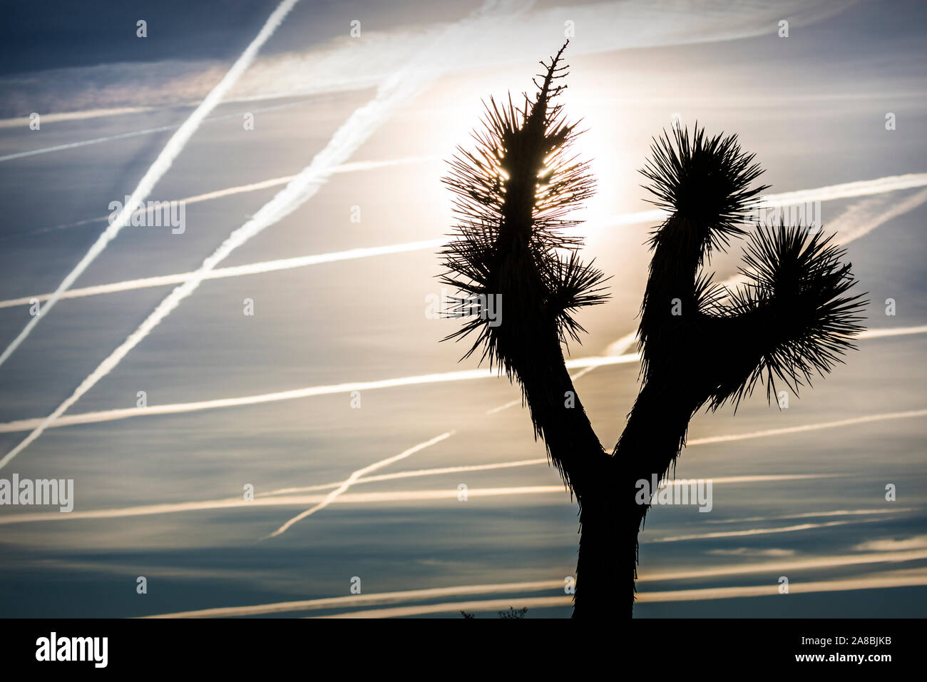 Silhouette Of Joshua Tree High Resolution Stock Photography and Images ...