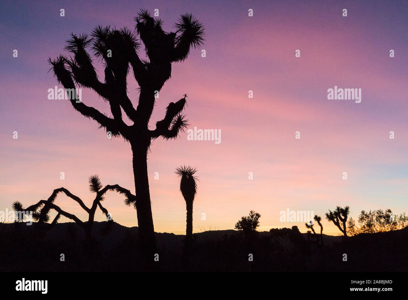 Silhouette of a Joshua Tree during the sunset in Joshua Tree National ...