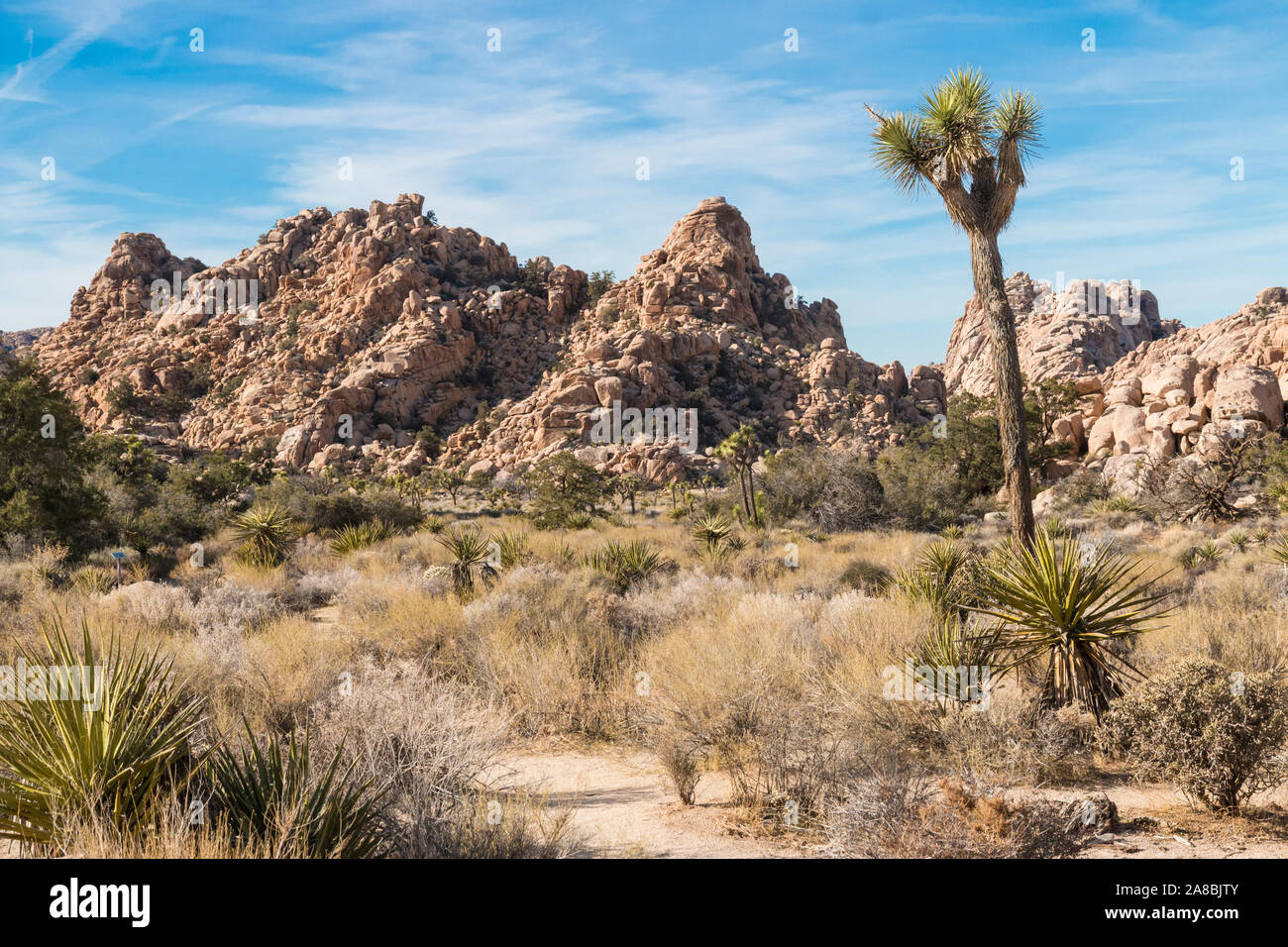 Landscape view of joshua trees in Joshua Tree National Park (California ...
