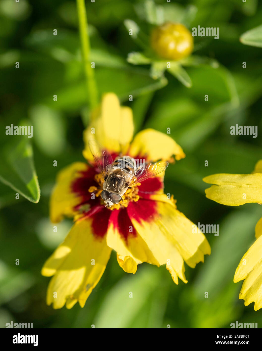 Common drone flies hi-res stock photography and images - Alamy