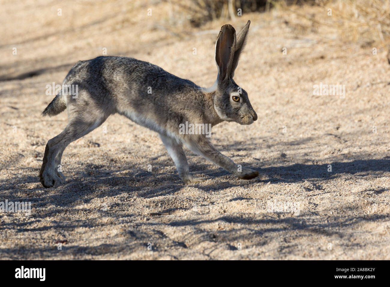 A wild jackrabbit grazing in the sands of the Mojave Desert in Joshua ...