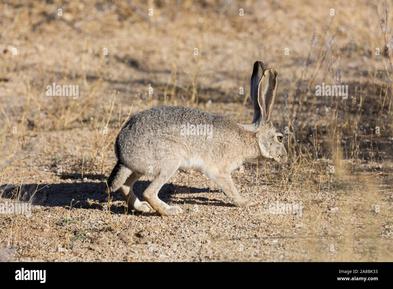Jack rabbit desert hi-res stock photography and images - Alamy