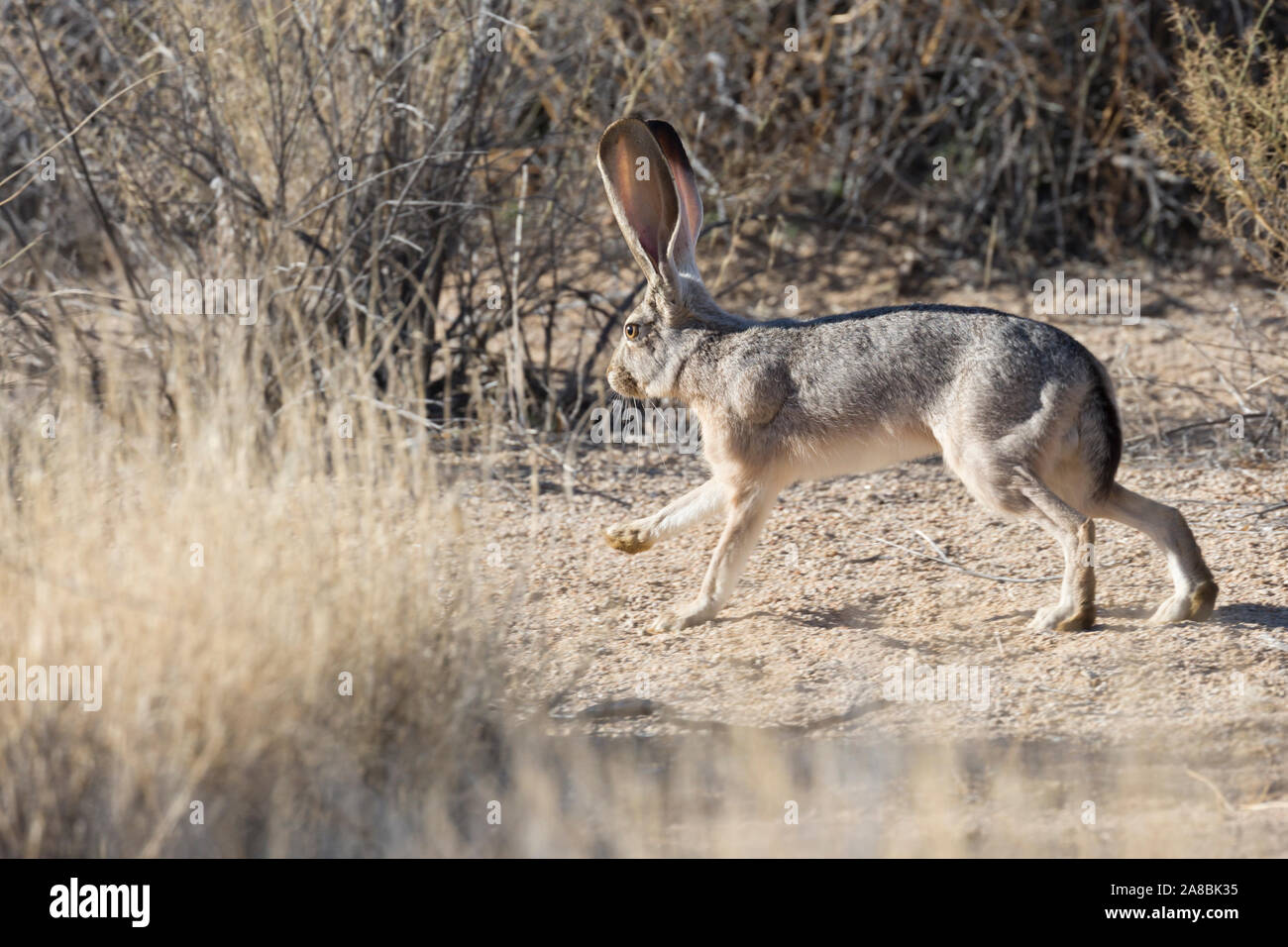Jack rabbit desert hi-res stock photography and images - Alamy