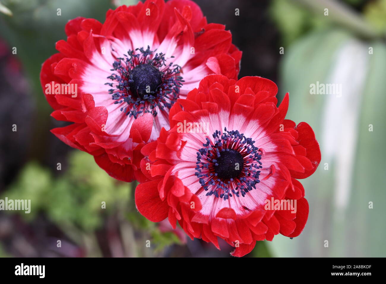 Anemone Harmony Series-Scarlet produces huge 2 ½ - 3 ½”, lacquer red ...