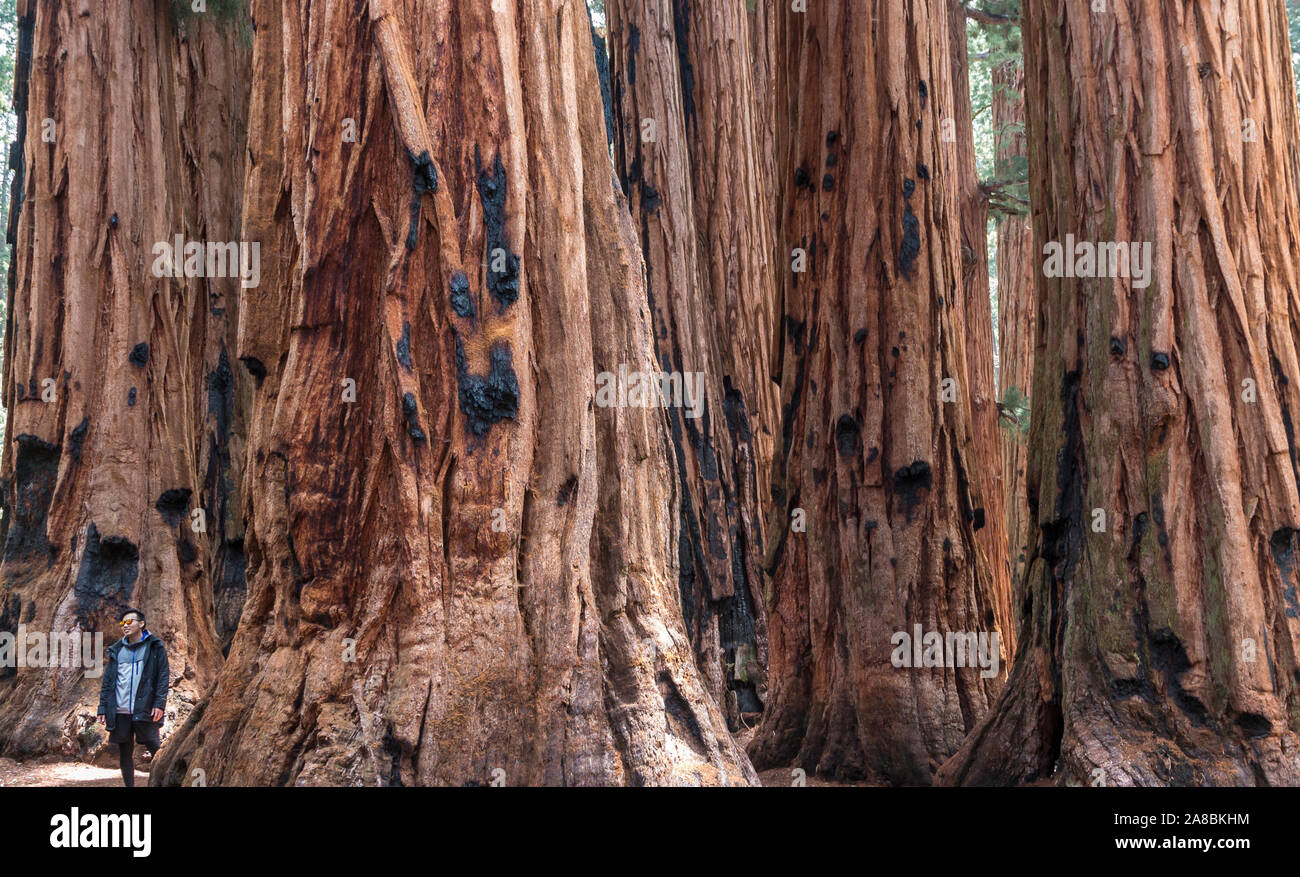 Giant Sequoia trees in the giant forest of Sequoia National Park ...