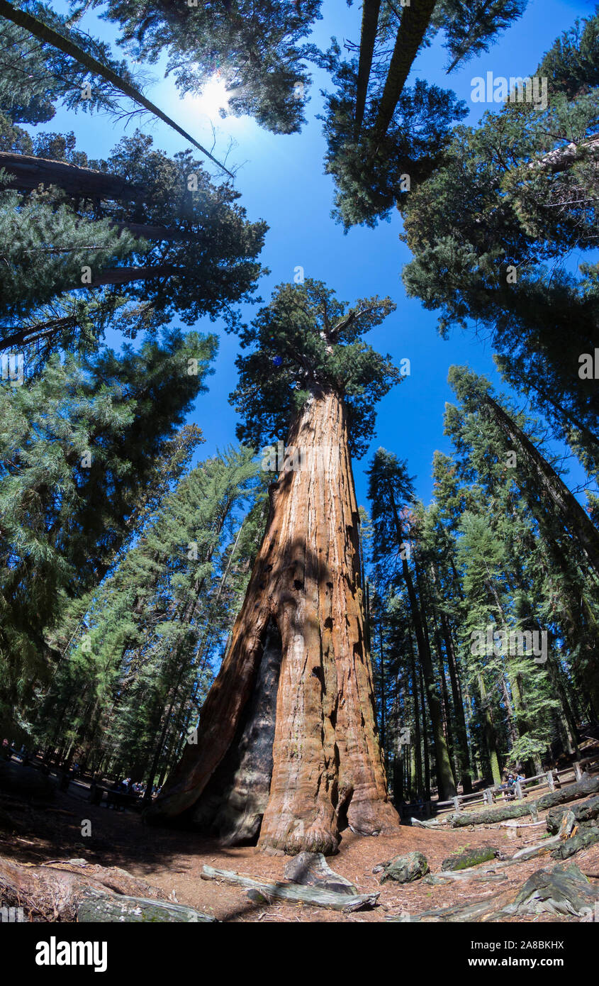 Giant Sequoia trees in the giant forest of Sequoia National Park ...