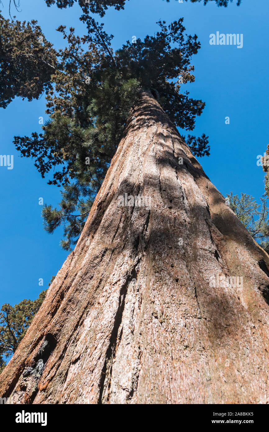 Giant Sequoia trees in the giant forest of Sequoia National Park ...