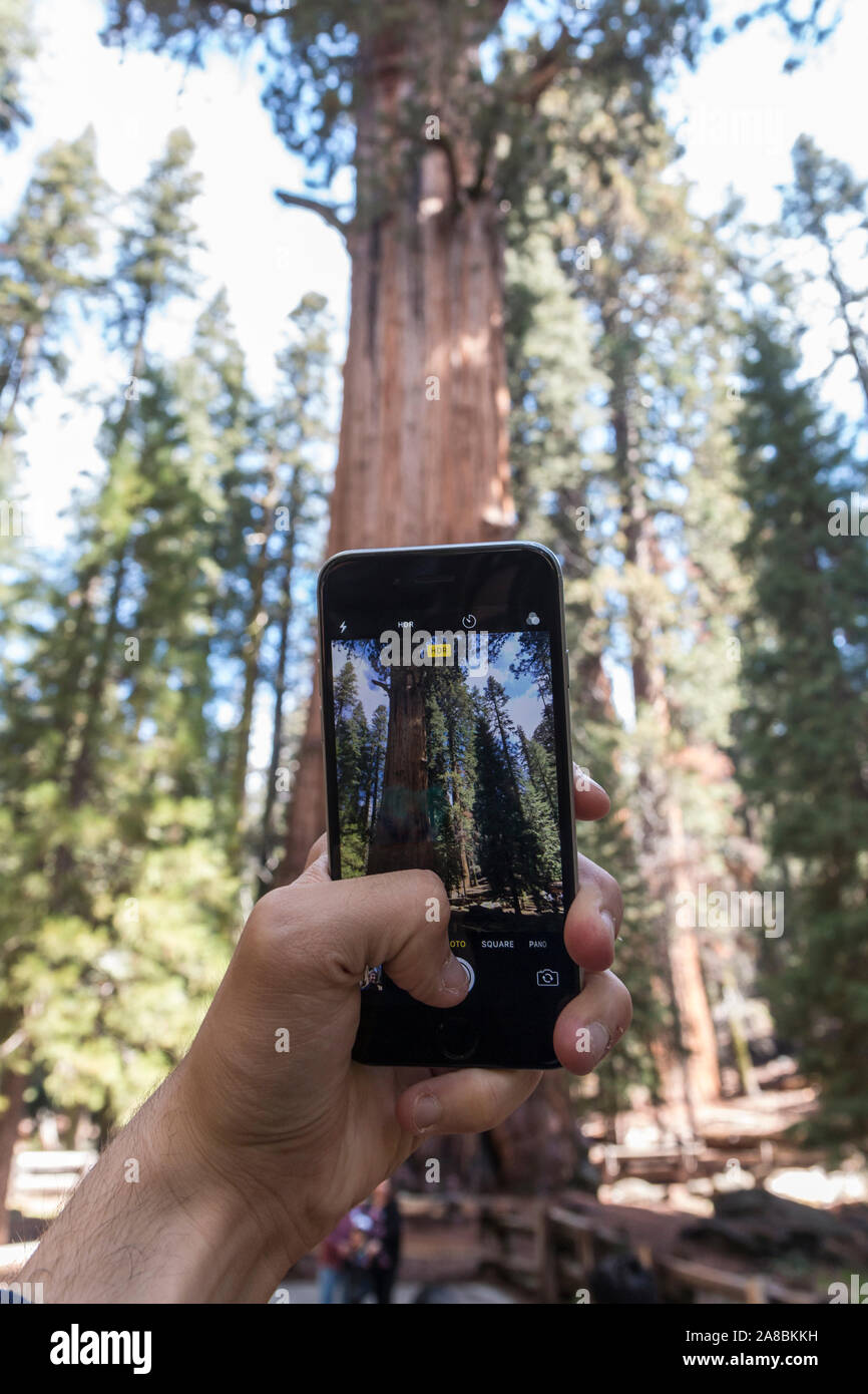 Giant Sequoia trees in the giant forest of Sequoia National Park ...