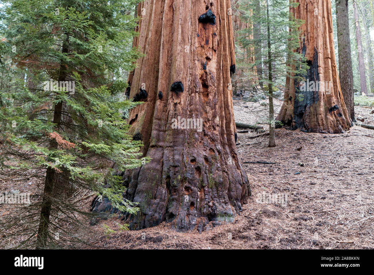Giant Sequoia trees in the giant forest of Sequoia National Park ...